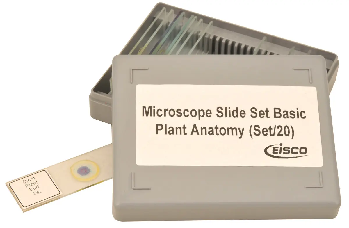 Juego de Preparaciones Microscópicas - Anatomía Vegetal Básica Set de ...